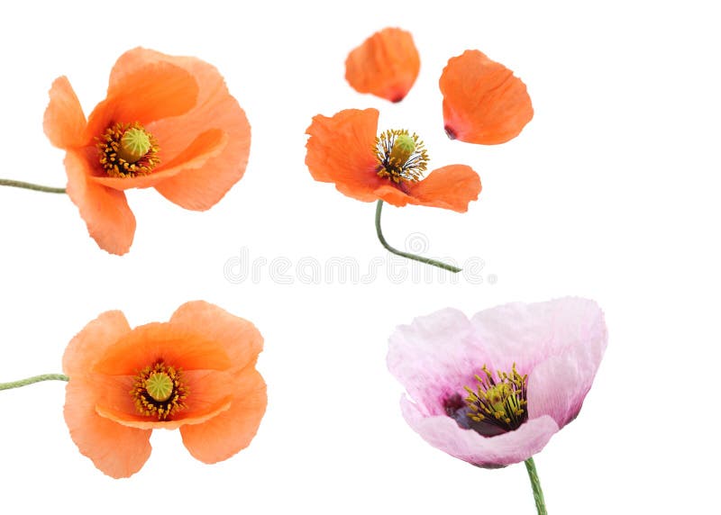 Different Poppies Isolated on White Background Stock Photo - Image of ...