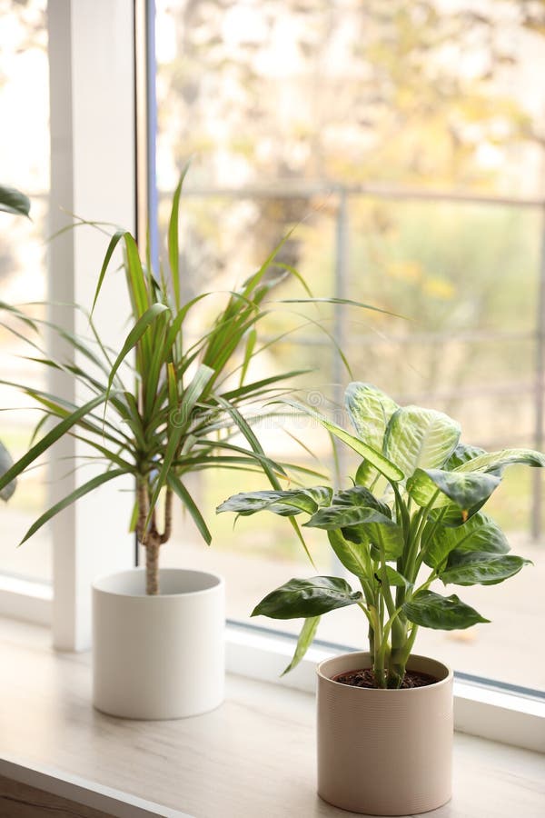 Different Potted Plants Near Window at Home Stock Photo - Image of ...