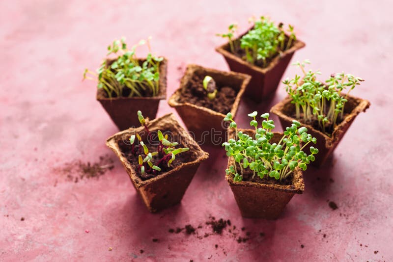 Different Potted Seedlings Growing Stock Image - Image of organic, leaf ...