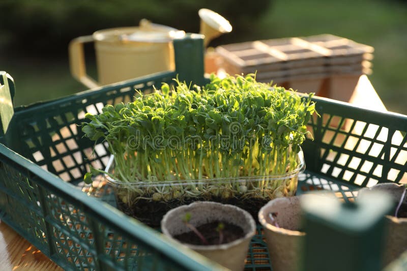 Different Potted Seedlings on Wooden Table Outdoors Stock Photo - Image ...