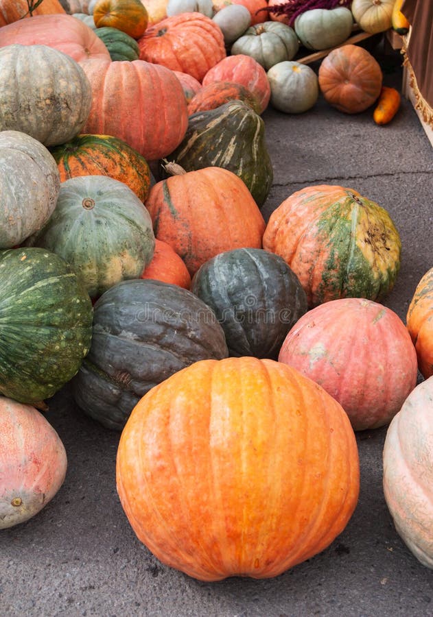 Different Ripe Pumpkins As Background Stock Image - Image of vitamins ...