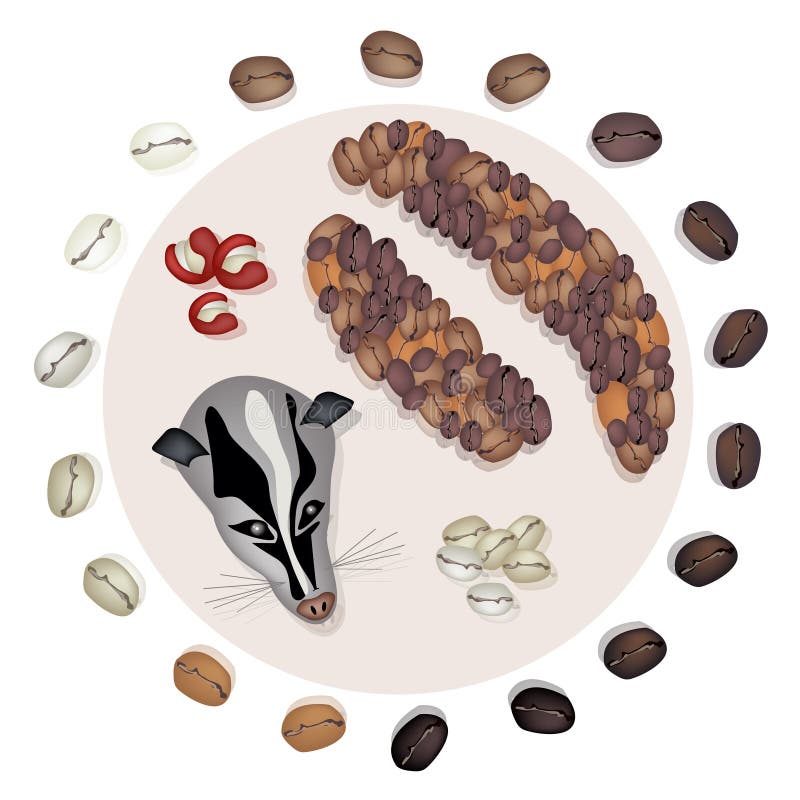 Different Roasted Coffee Bean with Civet Cat Stock Vector ...