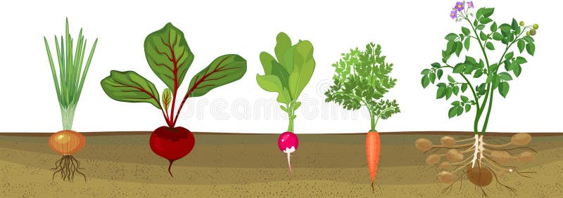 Root Vegetables Grow on a Bed in the Soil. Worms are Pests of Plants in ...