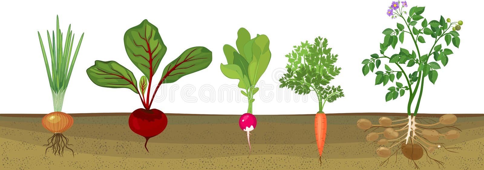 Vegetable Patch Stock Illustrations – 6,736 Vegetable Patch Stock ...