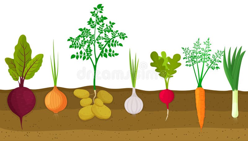 Different Root Vegetables Growing on Vegetable Patch. Plants Showing ...