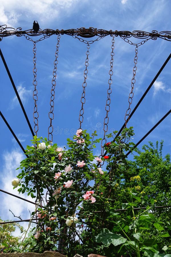 Different Roses in Cismigiu Park in Bucharest Stock Image - Image of ...