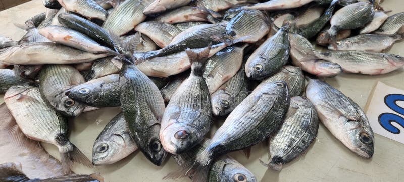 Different Sea Fish at a Fish Market in Croatia Stock Photo - Image of ...
