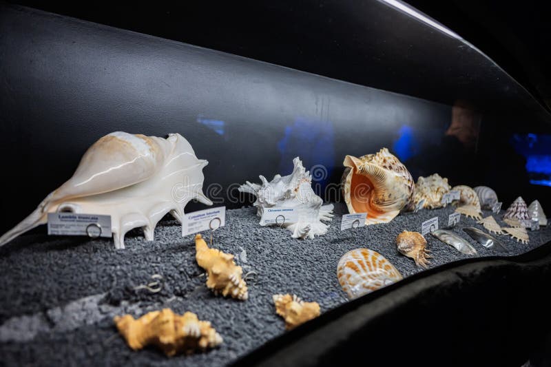 Different Sea and Ocean Shells in Oceanarium Stock Image - Image of ...