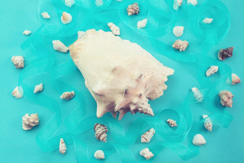 Different Sea Shells on Blue Background Top View Flat Lay Stock Photo ...