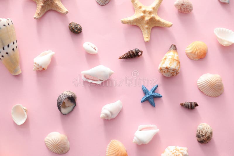 Sea Shells Color Nature stock image. Image of small, full - 29479203