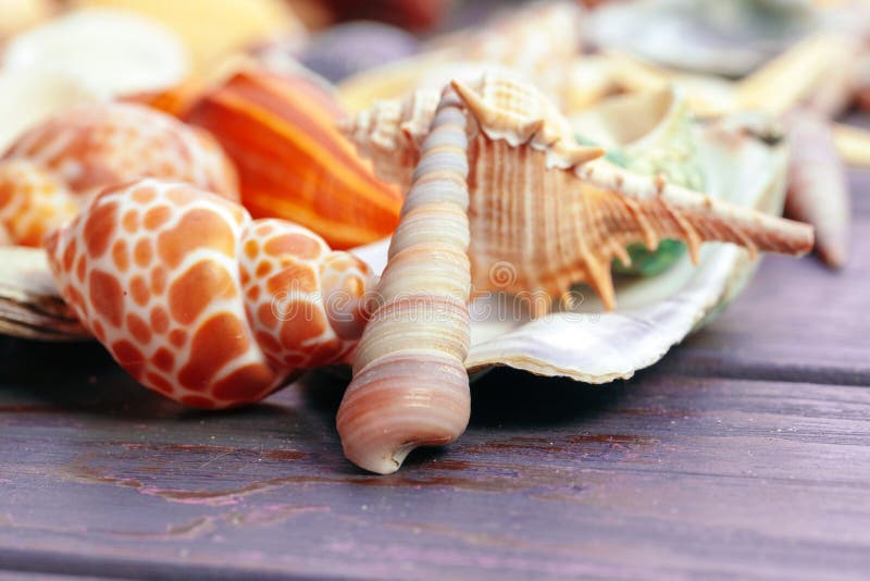 Sea Shells Color Nature stock image. Image of small, full - 29479203