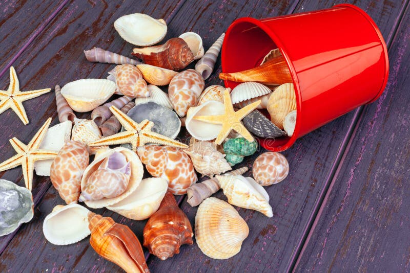 Different Sea Shells on Color Wooden Background Stock Photo - Image of ...