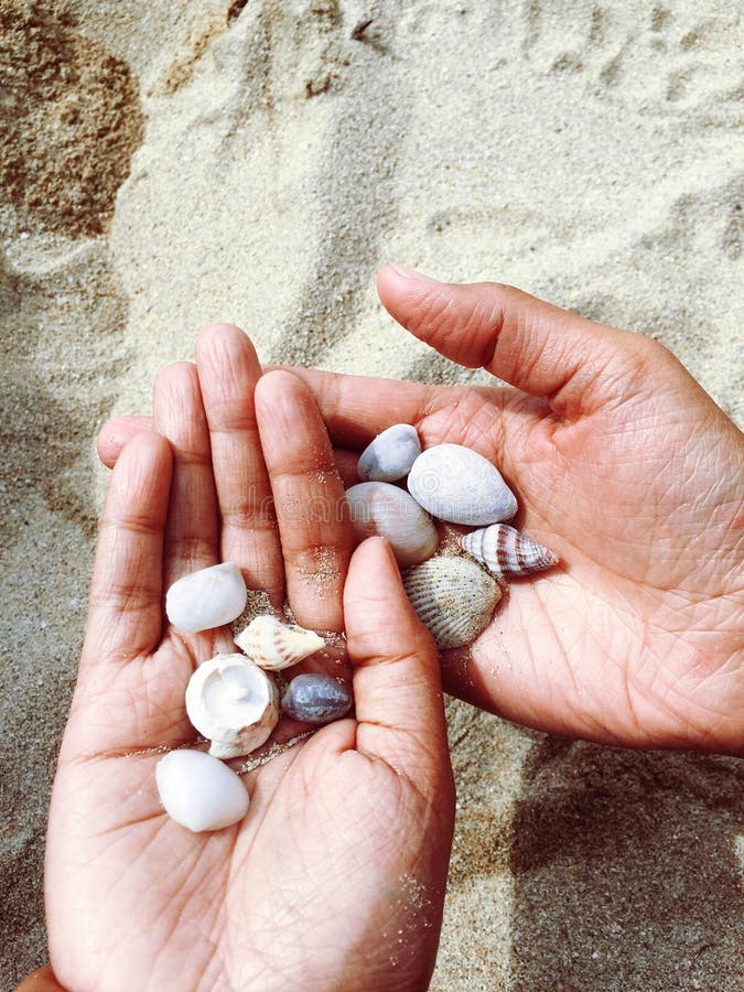 Different Sea Shells on Hand Stock Photo - Image of jewellery, shells ...