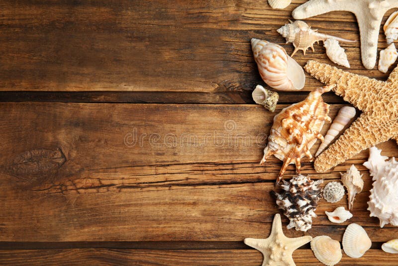 Different Sea Shells on Table, Flat Lay. Space for Text Stock Photo ...