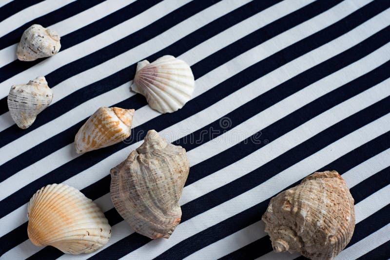 Different Seashells on Striped Dark Blue with White Cloth Stock Image ...