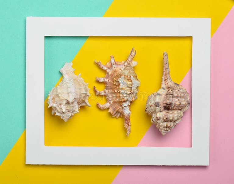 Different Seashells in a White Rectangular Frame on a Colored Pastel ...