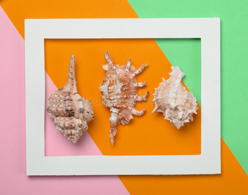 Different Seashells in a White Rectangular Frame Stock Photo - Image of ...