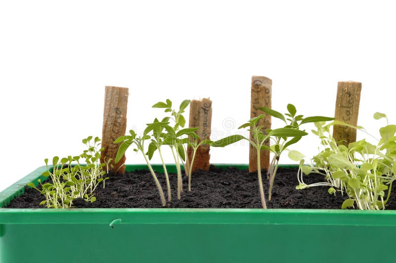 Different Seedlings Being Cultivated Stock Image - Image of bell ...