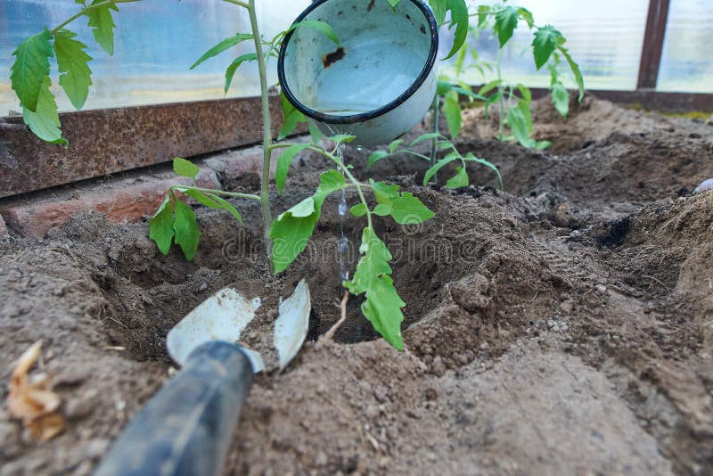 Different Seedlings for the Garden. Vegetables that Require Care ...