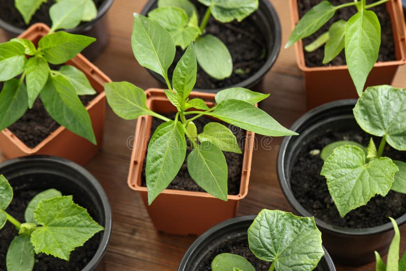Different Seedlings Growing in Plastic Containers with Soil on Wooden ...