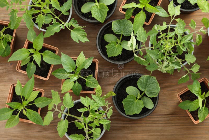 Different Seedlings Growing in Plastic Containers with Soil on Wooden ...