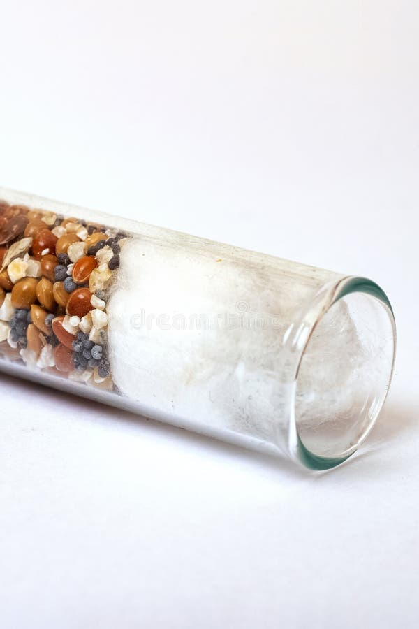 Different Seeds in Test Tube on White Background Stock Photo - Image of ...