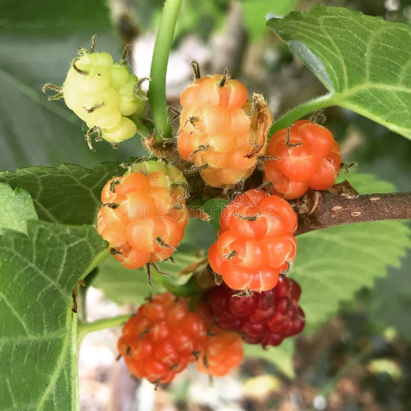 Fresh mulberries stock photo. Image of fresh, shades - 122609938