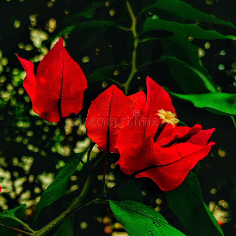 A Different Shades of Leaved in Same Plant Stock Photo - Image of leaf ...