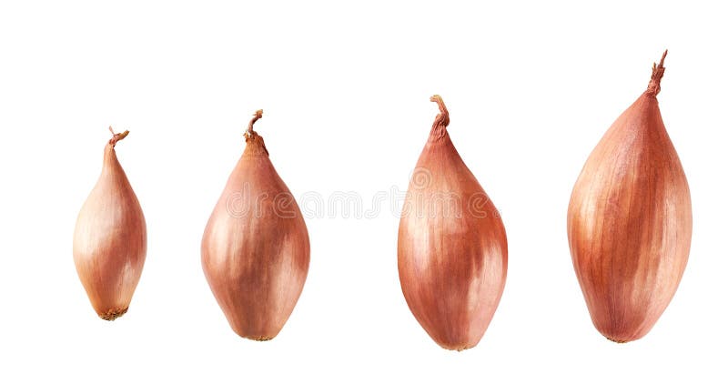 Different Shallots Onions Isolated on White Background Stock Image ...
