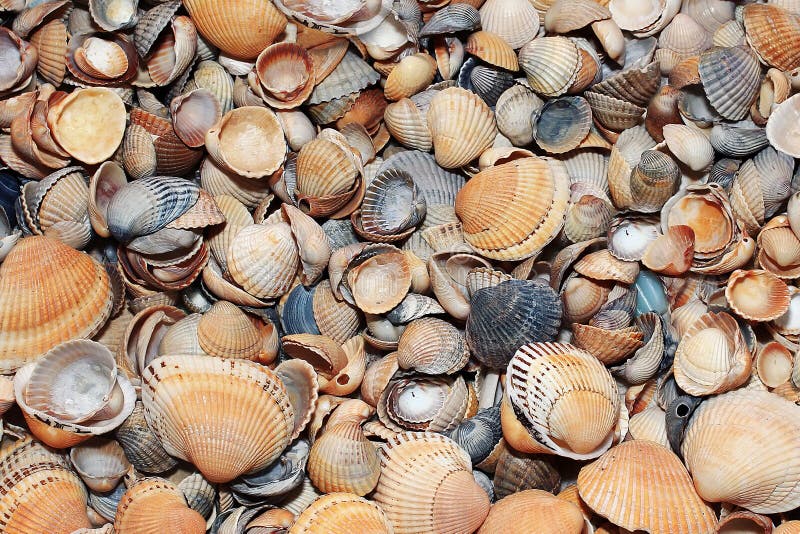 Different Shape and Color of Sea Shells Stock Photo - Image of design ...
