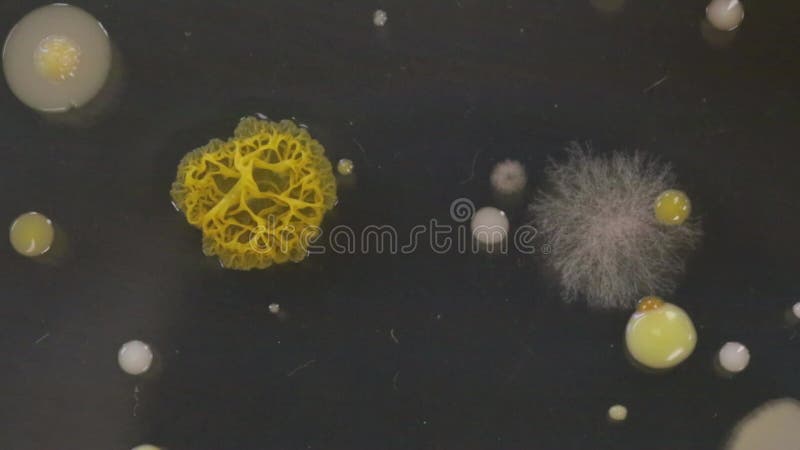 Bacteria of Different Shapes Stock Footage - Video of normal, animation ...