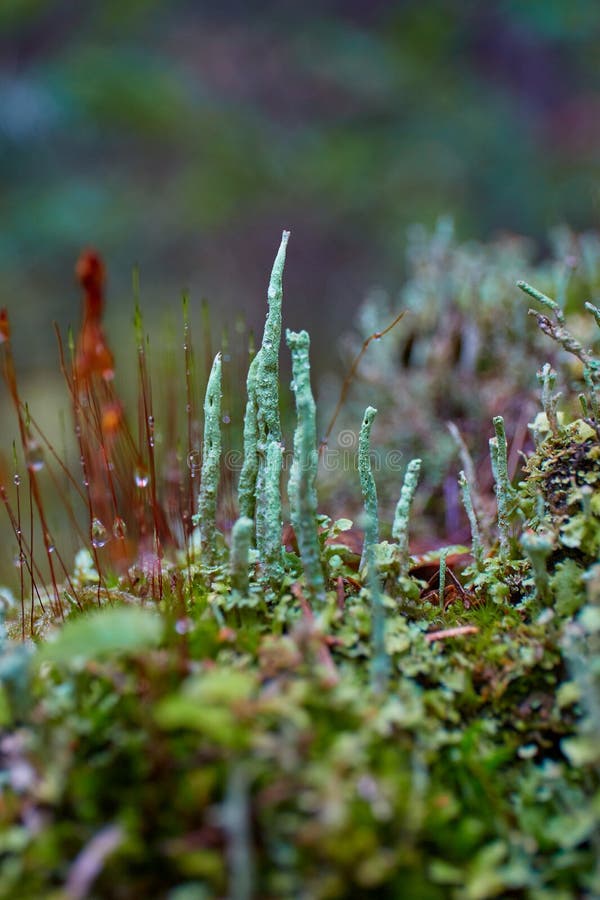 Tree spores in the grass stock photo. Image of flower - 173814504