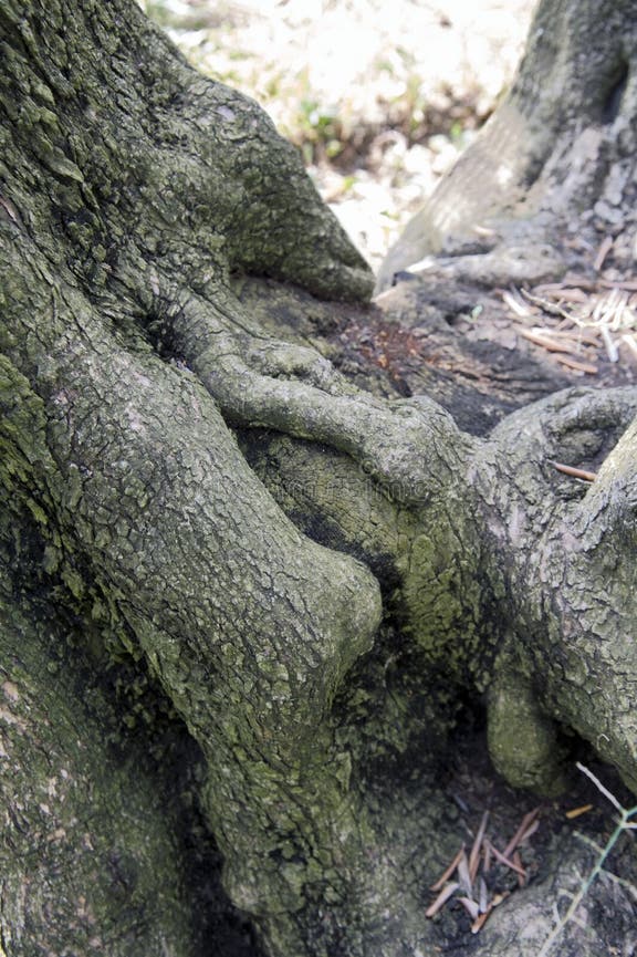 The Different Shapes of Tree Trunks. Stock Image - Image of form, field ...