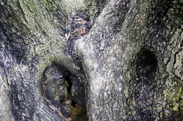 The Different Shapes of Tree Trunks. Stock Photo - Image of agriculture ...