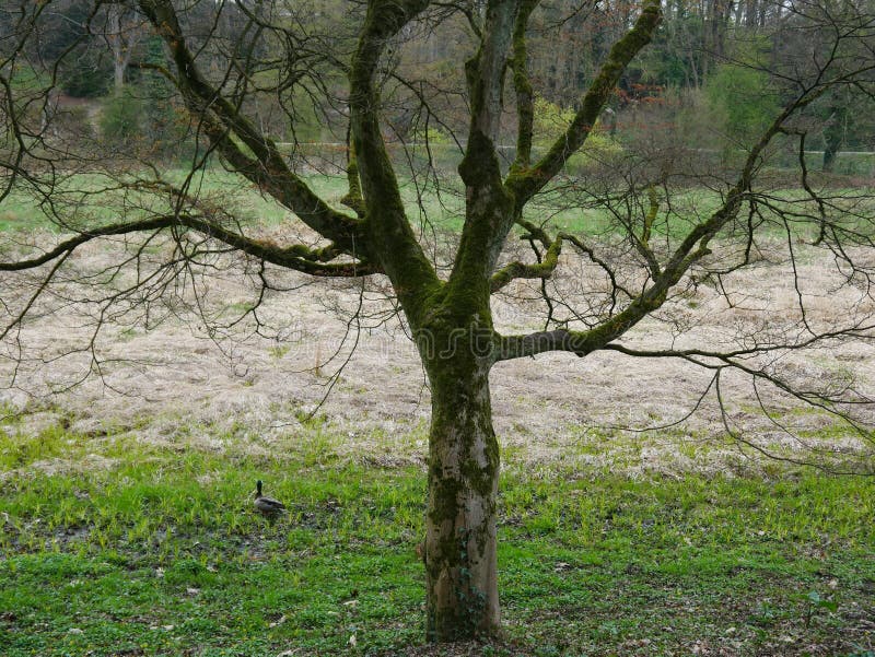 Partial View, a Single Tree Growing on the Edge of the Meadow in a ...