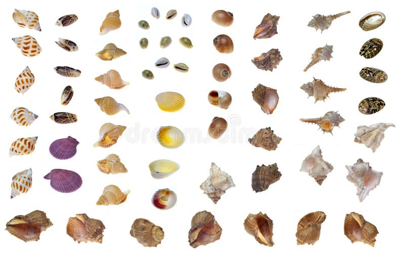 Fusinus Spiral Shell stock image. Image of fusinus, shell - 5829565