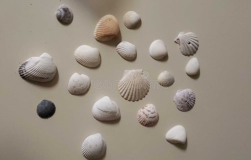 Different shells stock image. Image of colors, shells - 163193565