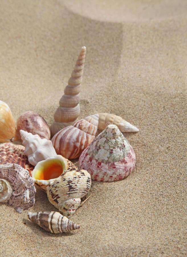 Different Shells on the Sand of a Beach Stock Image - Image of hand ...