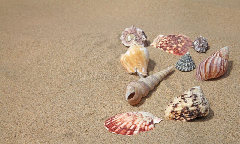 Different Shells on the Sand of a Beach Stock Image - Image of bead ...