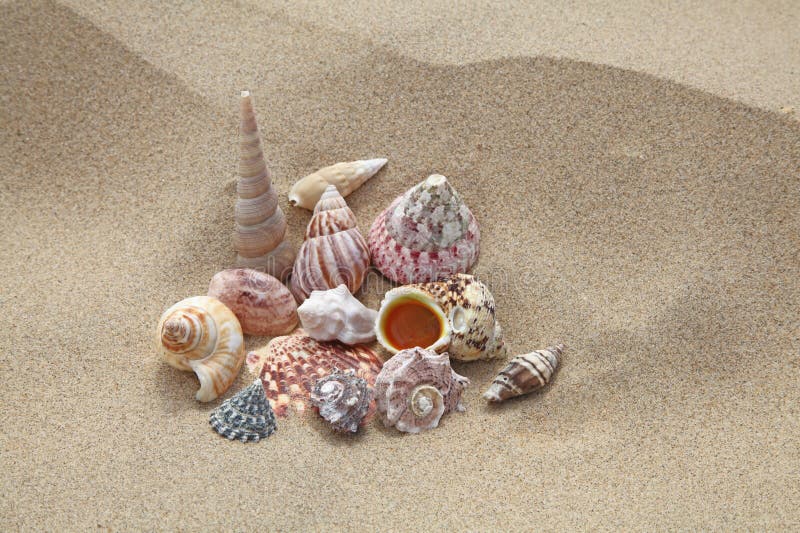Different Shells on the Sand of a Beach Stock Photo - Image of beach ...
