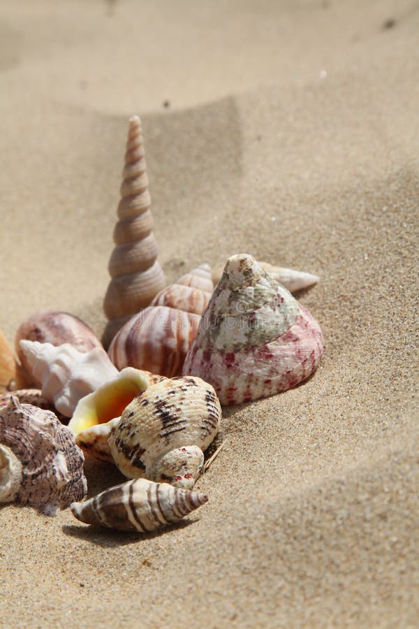 Different Shells on the Sand of a Beach Stock Photo - Image of marine ...