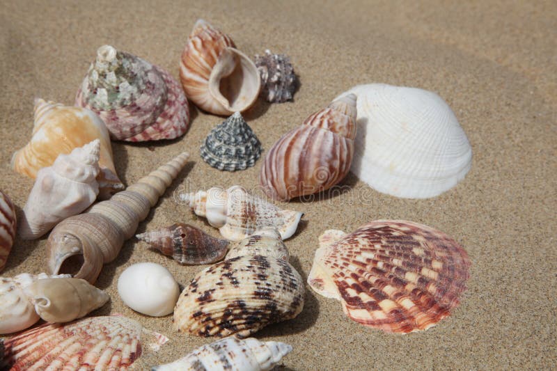 Different Shells on the Sand of a Beach Stock Image - Image of seafood ...