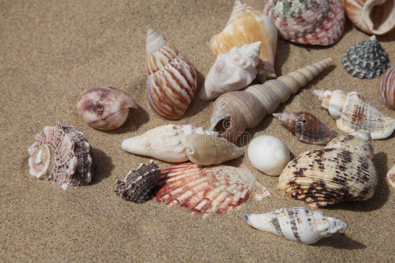 Different Shells on the Sand of a Beach Stock Image - Image of bead ...