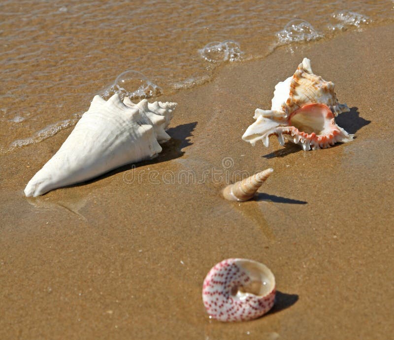 Different Shells on the Sand of a Beach by the Water Stock Image ...