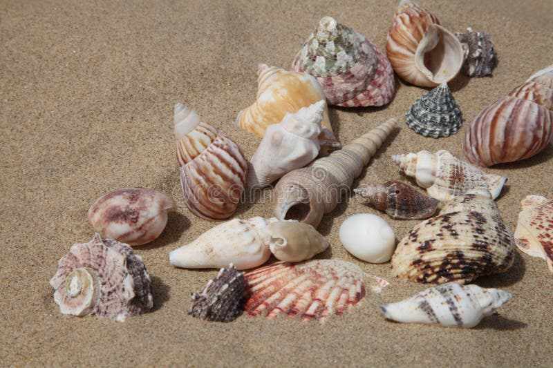 Different Shells on the Sand of a Beach Stock Photo - Image of hand ...