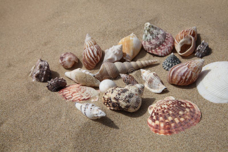 Different Shells on the Sand of a Beach Stock Image - Image of sand ...