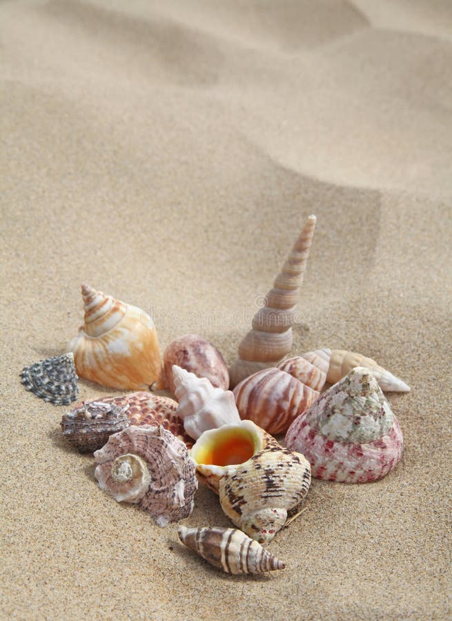 Different Shells on the Sand of a Beach Stock Image - Image of necklace ...