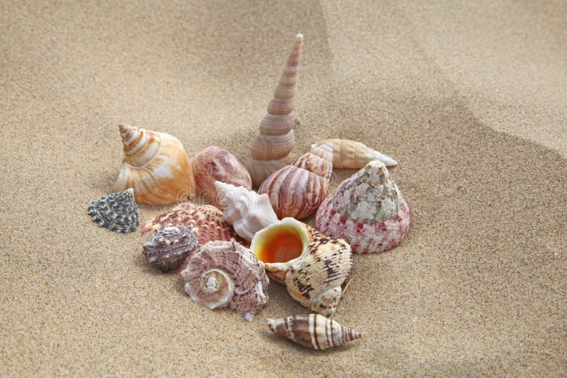 Different Shells on the Sand of a Beach Stock Photo - Image of insect ...