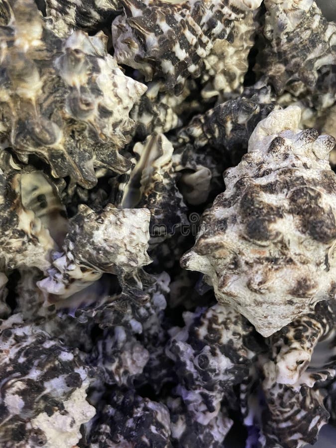 Different shells stock image. Image of varied, ocean - 301780639