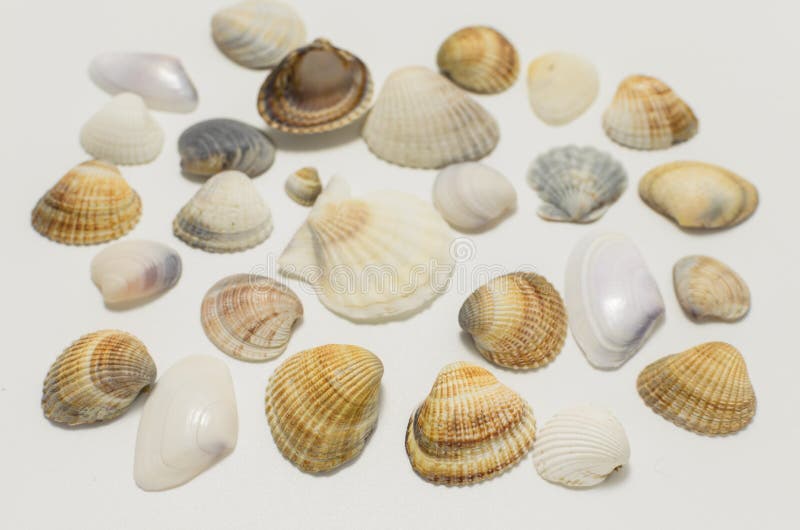 Different Shells on a White Background. Stock Image - Image of ...